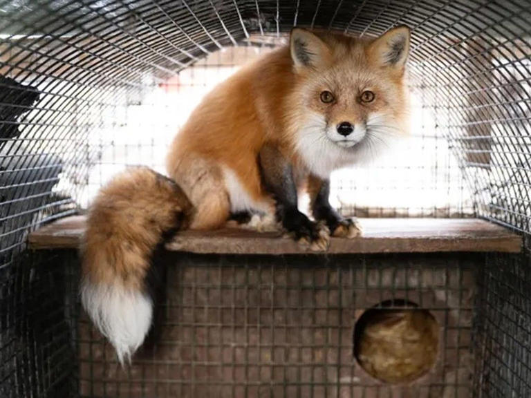 'Daunting and disturbing' scene greets Humane Society at U.S. fur farm