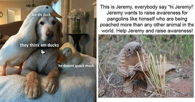 31 Utterly Wholesome Pics and Memes to Remind You Life Has Its Moments