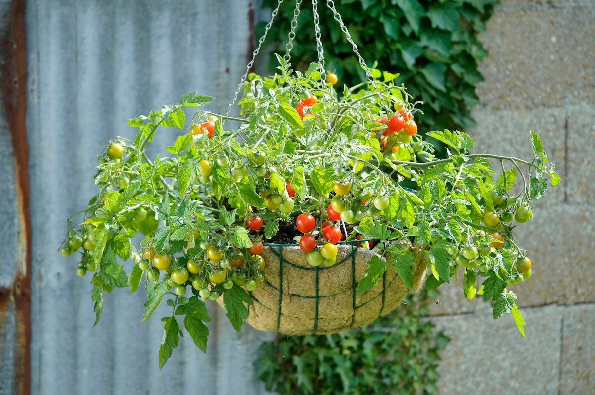 10 Mini Vegetables That Are Adorable AND Edible