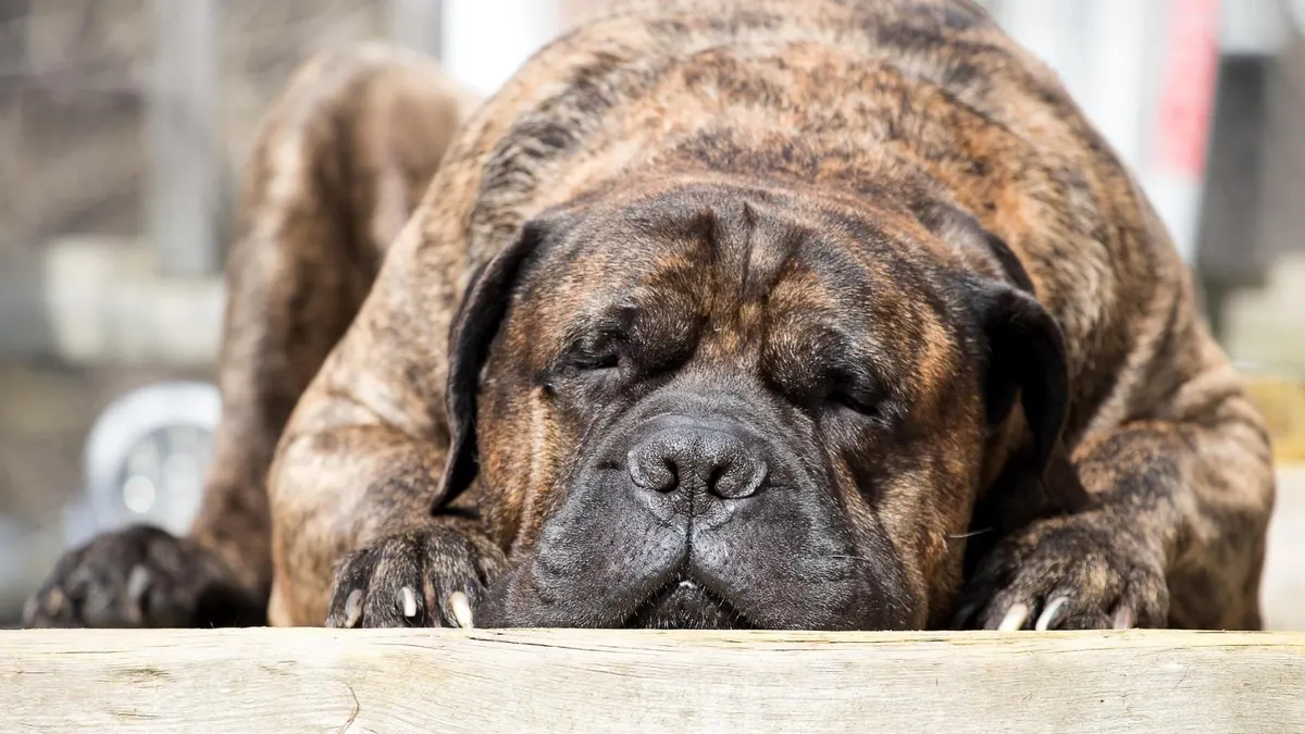 Quién fue 'Becerrillo', el perro español que participó en la conquista ...