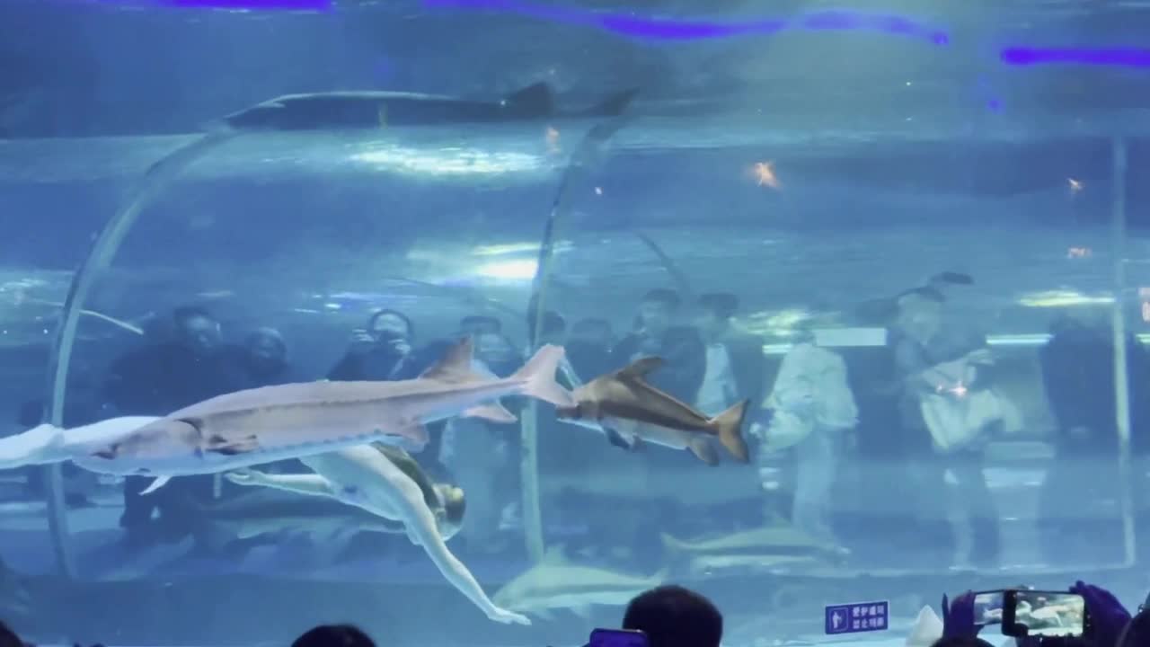 Huge fish tries to bite mermaid's head off during aquarium show