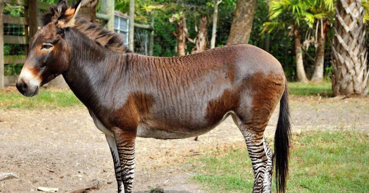 From Zonkeys to Wolphins: The Strangest Animal Hybrids