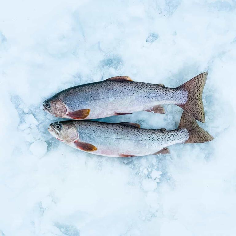 Easy Whole Smoked Trout