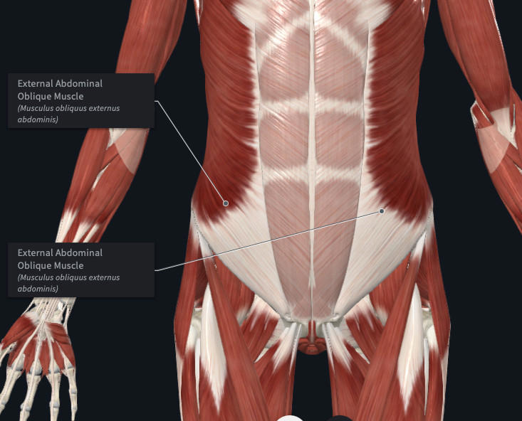 Explaining Anthony Davis’ abdominal strain injury and a potential ...