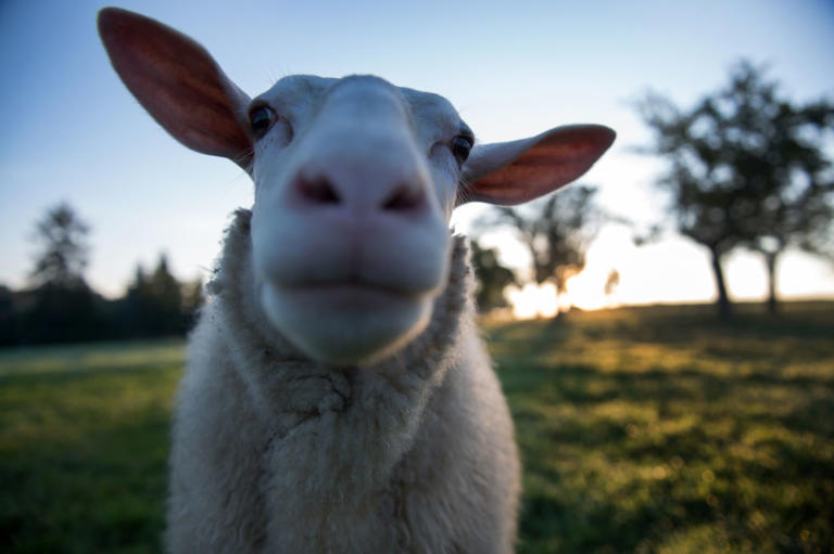 Sheep and people: Millennia-old connection analysed in new research