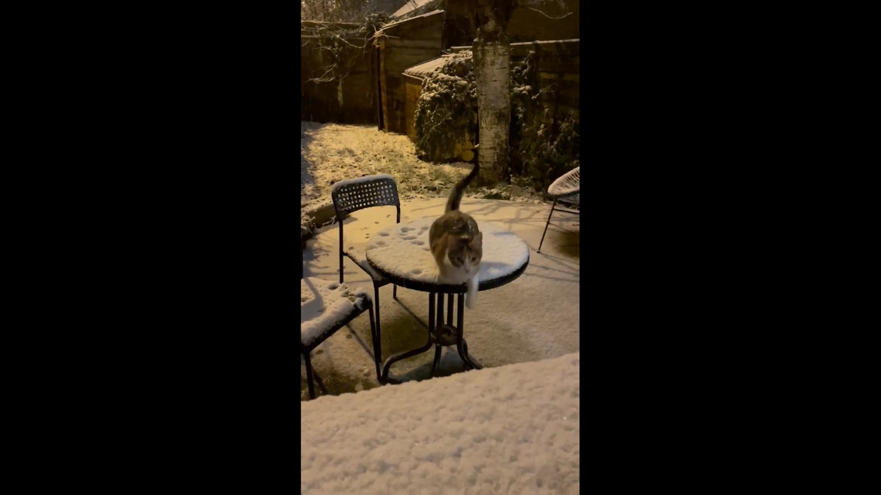 Cat slips in snow off table in Lille, France