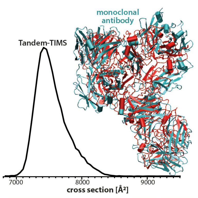 Imaging research on monoclonal antibodies sheds light on protein ...
