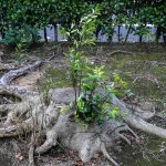 How to Kill Tree Roots Naturally