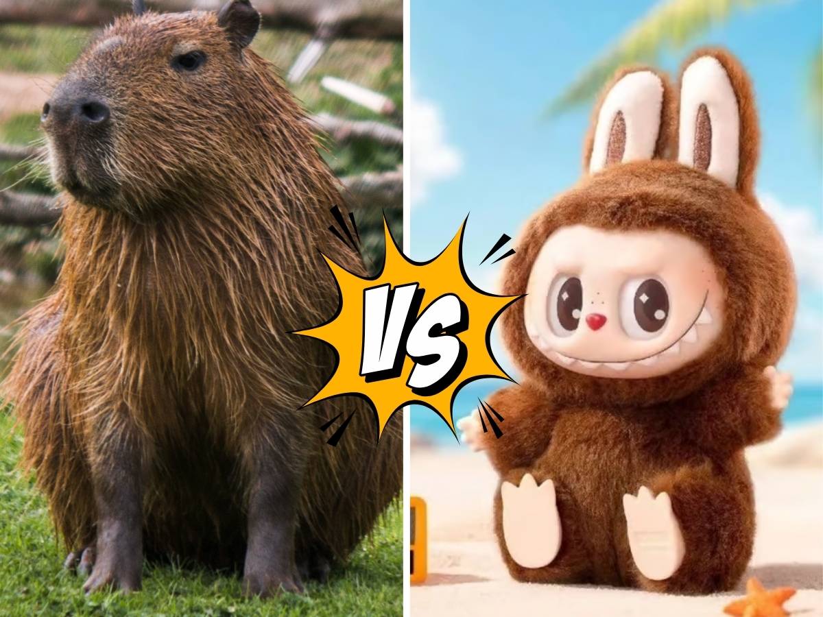 ¿Quién gana? Capibara vs Labubu, el evento viral que nadie quiere perderse