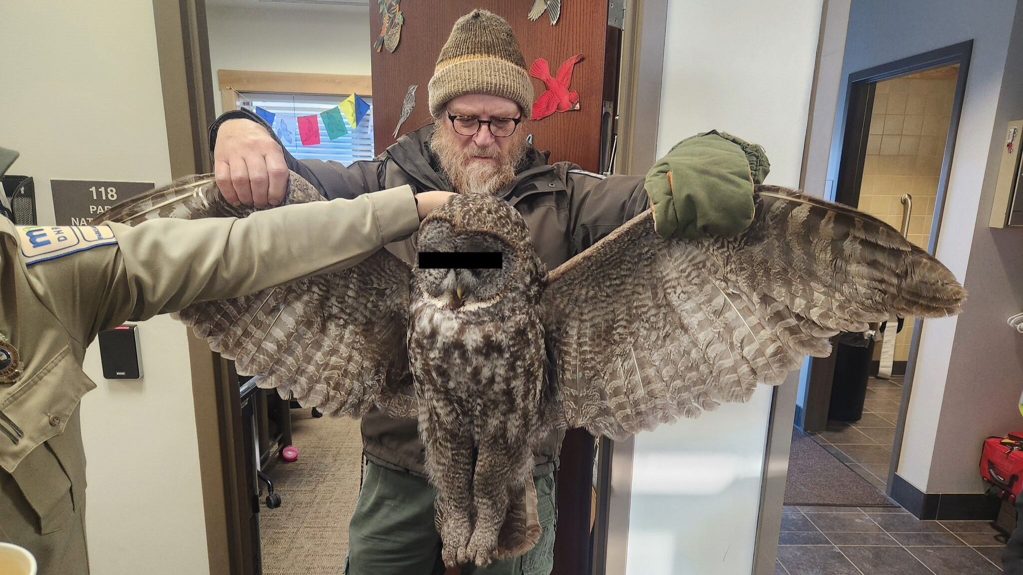 Wildlife officials: Northern Minnesota experiencing ‘Owl Irruption’