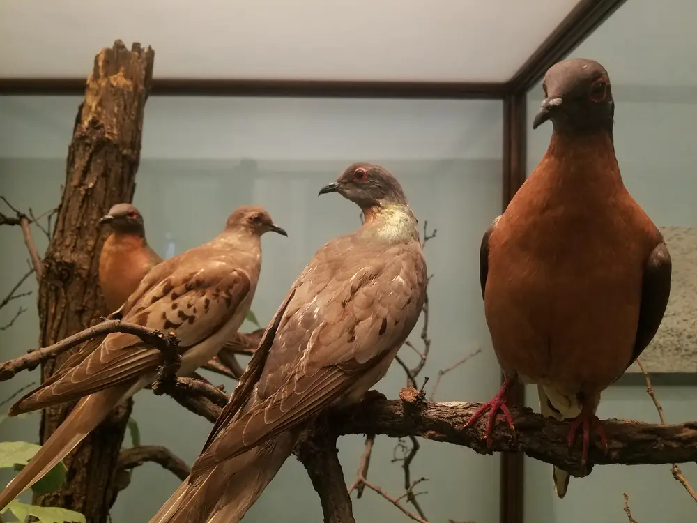 10 Animal Extinction Stories That Could Repeat In Our Lifetime