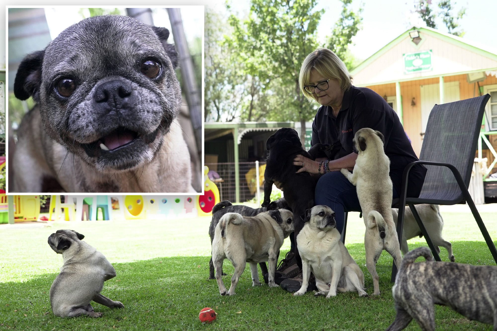 Pug life: South African woman has rescued more than 2,500 of the ...
