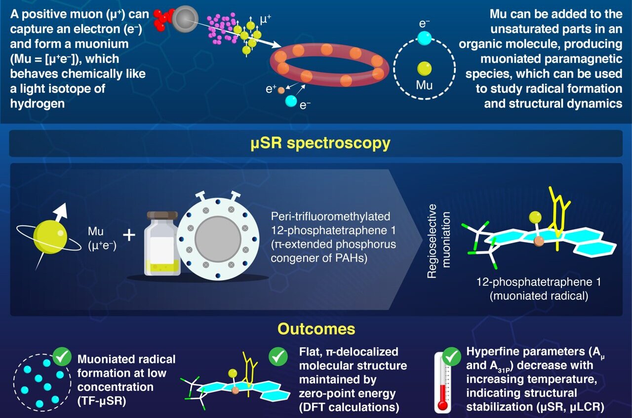 Muon spin rotation spectroscopy uncovers unique behavior and structure ...