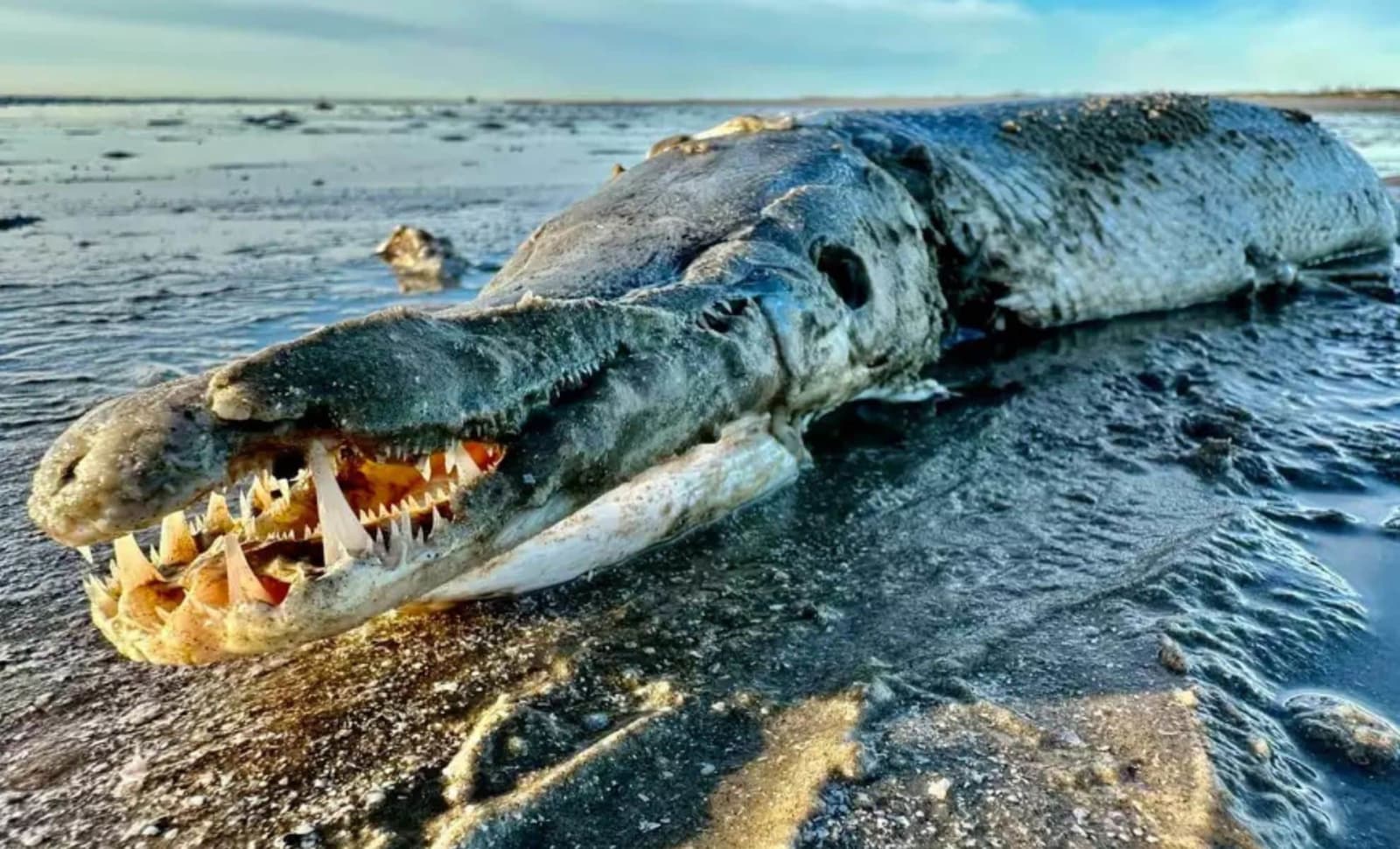 Prehistoric ‘River Monster’ Washes Up on Texas Beach—And It’s a Rare Sight