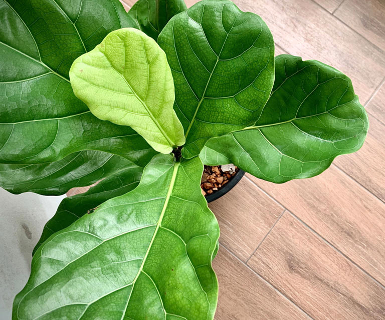 Fiddle Leaf Fig Indoor Plant Care: Cultivate Happy Banjo Figs As ...