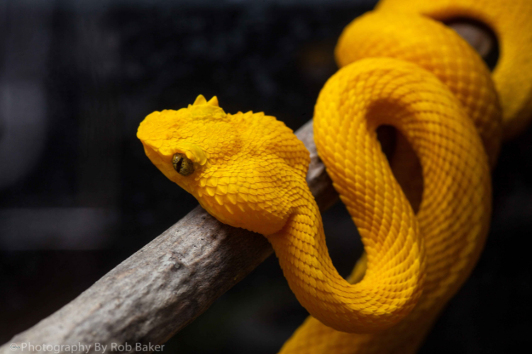 15 of the Most Strikingly Colorful Snakes on Earth