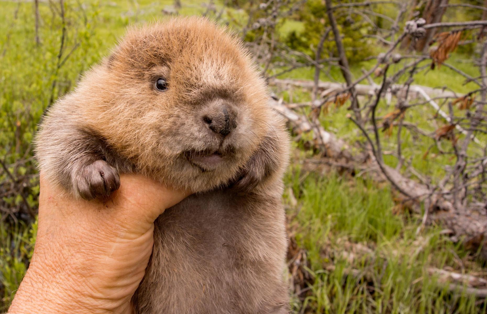 We've ranked the world's most adorable animal babies