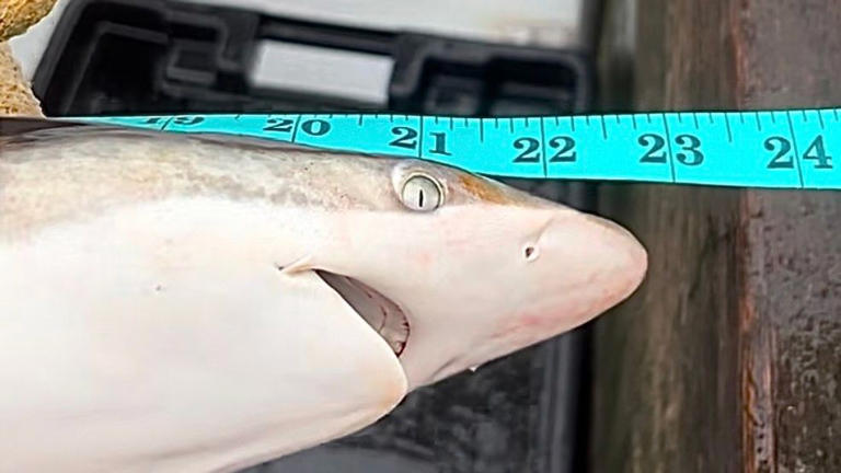 Fishers find rare young spinner shark in waters of Southern New England