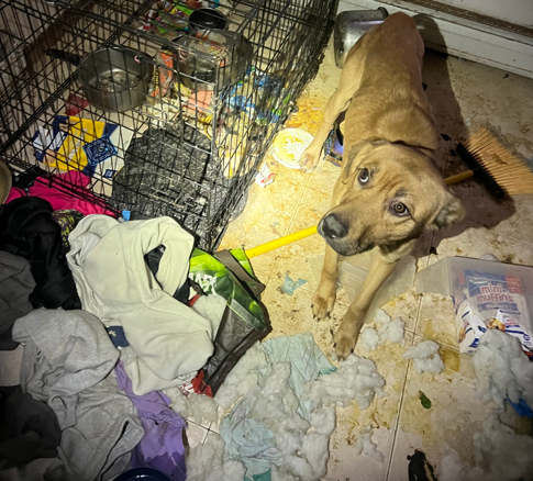 Living in squalor: Dog seized in NEK as owner cited on animal cruelty ...