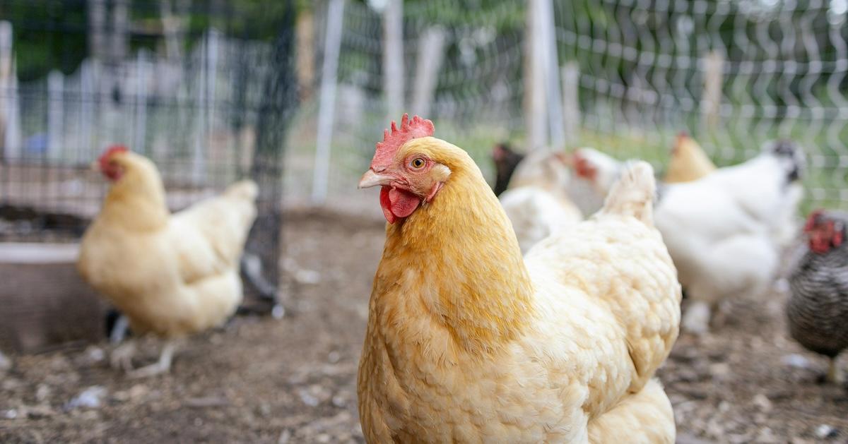 How Many Eggs Should Hens Actually Lay? What’s Happening in Factory ...