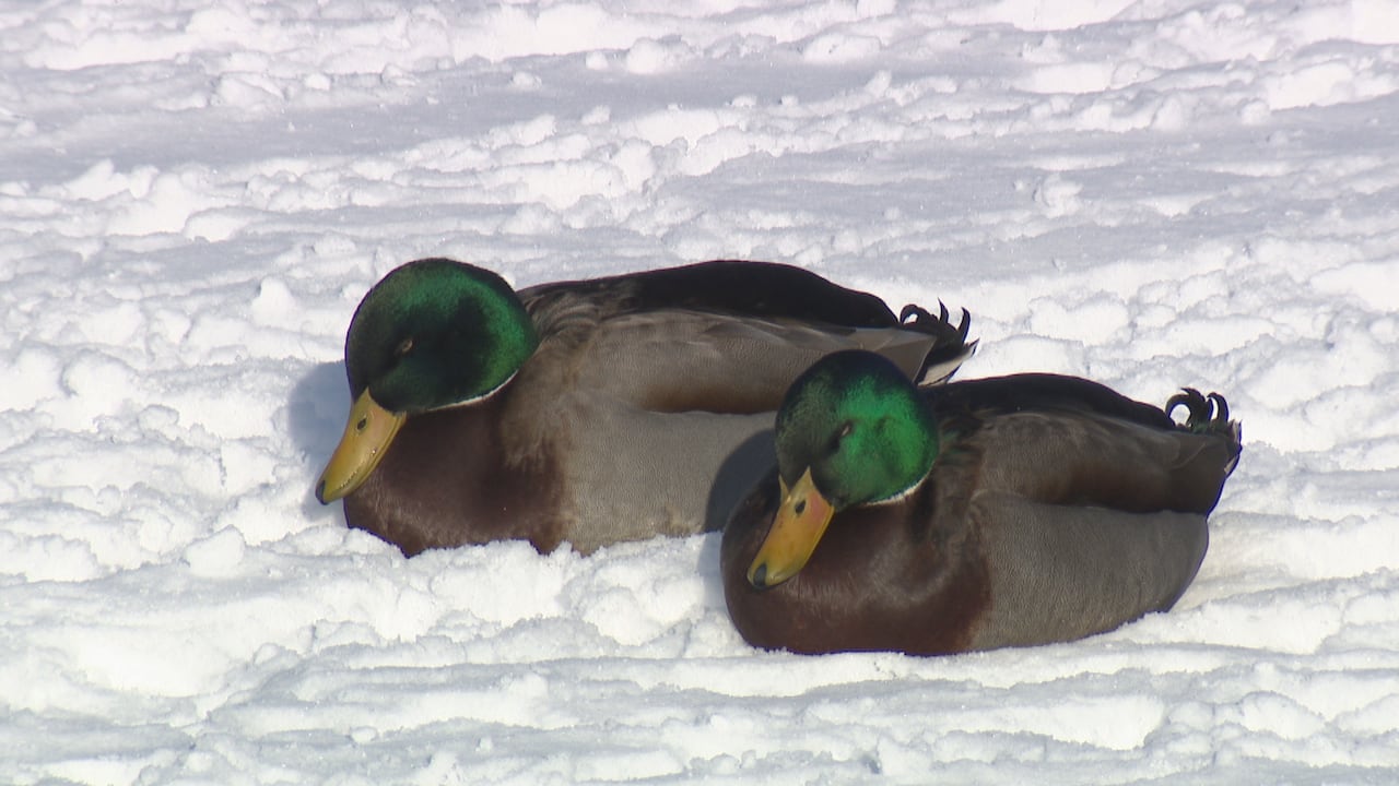 'If you like ducks, don't feed them,' says MUN professor worried about ...