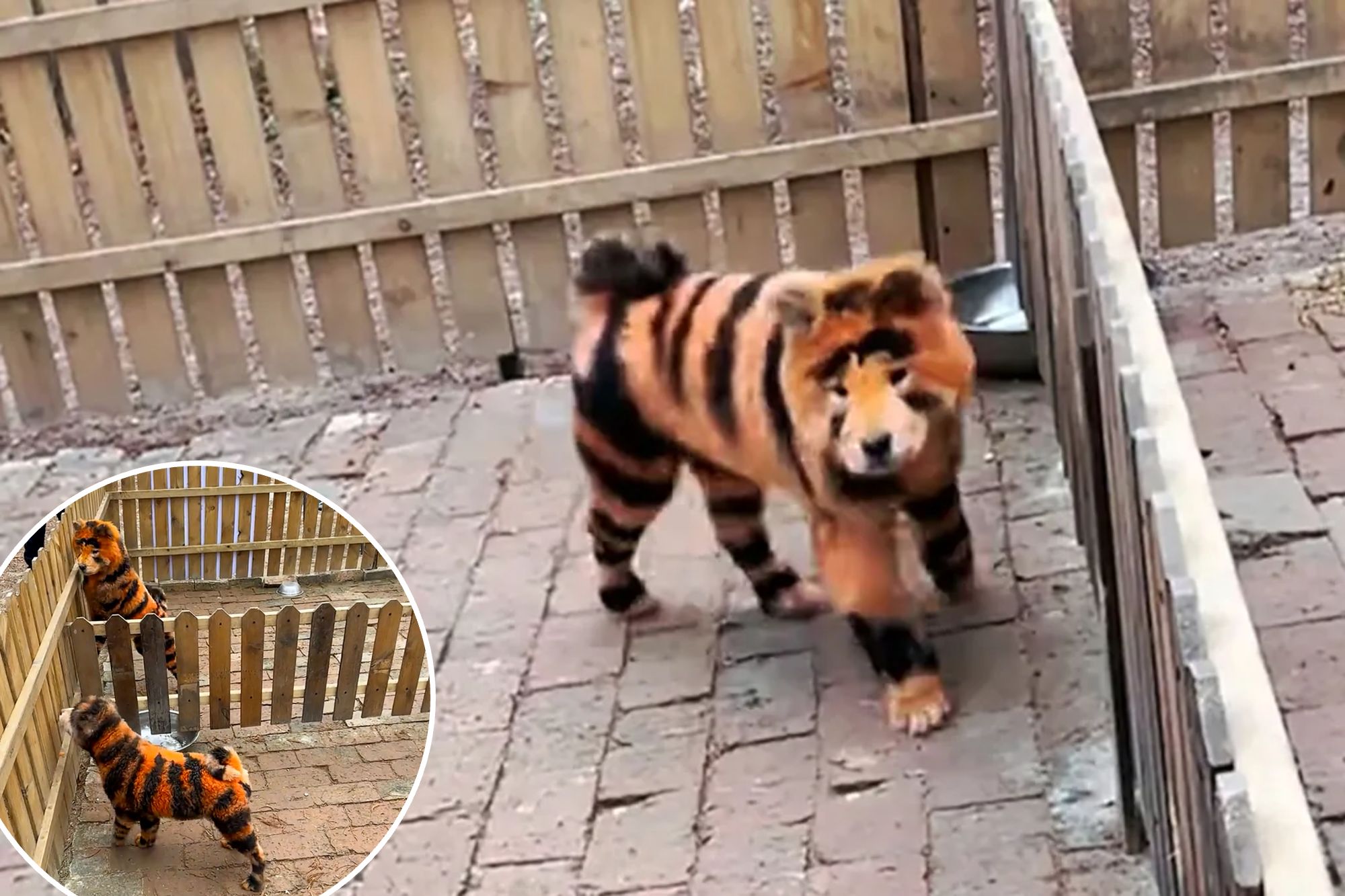Zoogoers appalled as dogs painted to look like tigers in ridiculous ...