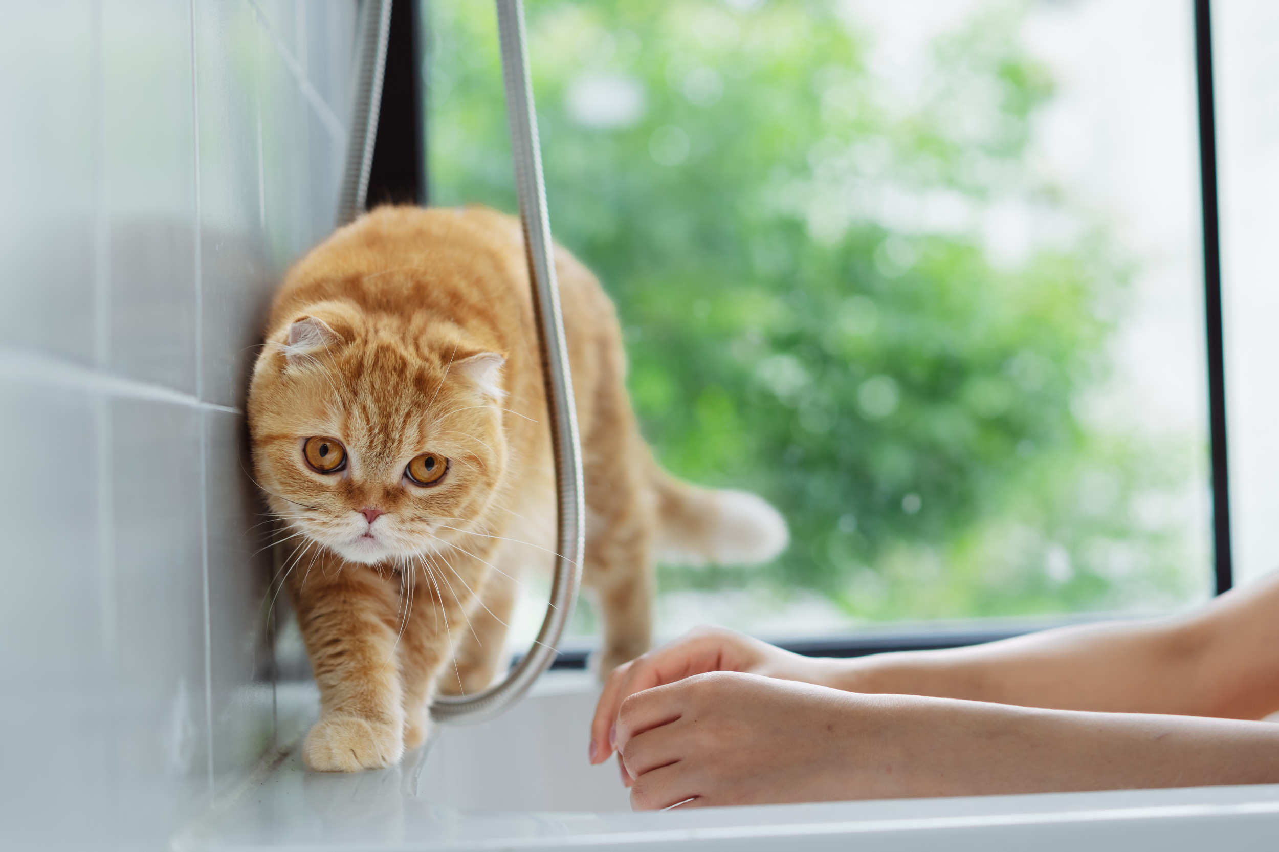 Cat Interrupts Owner Taking Bath—Shock Over What Happens Next