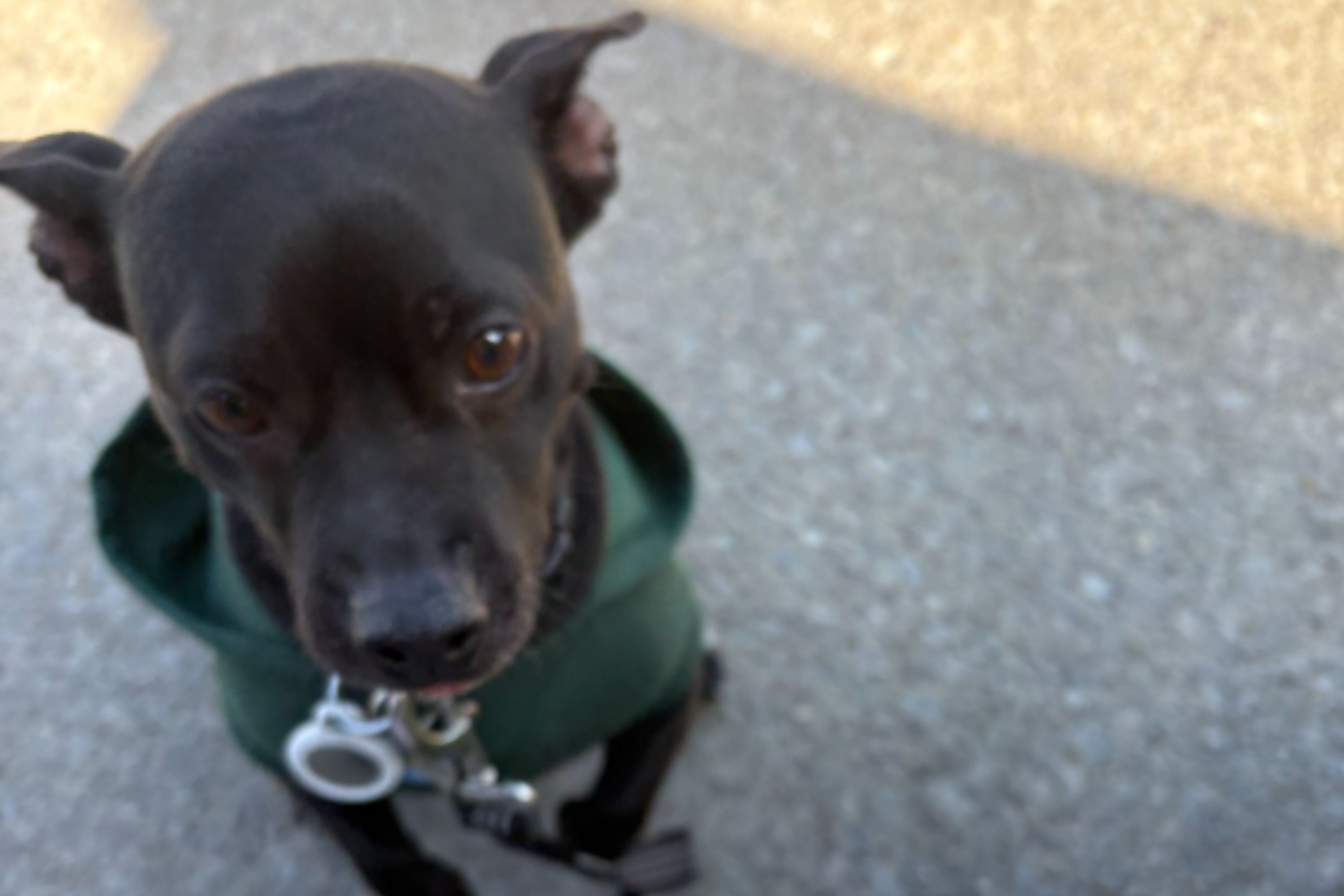 Internet Can't Cope With What Shop Gives Dog After It Ran Out of Pup Cups