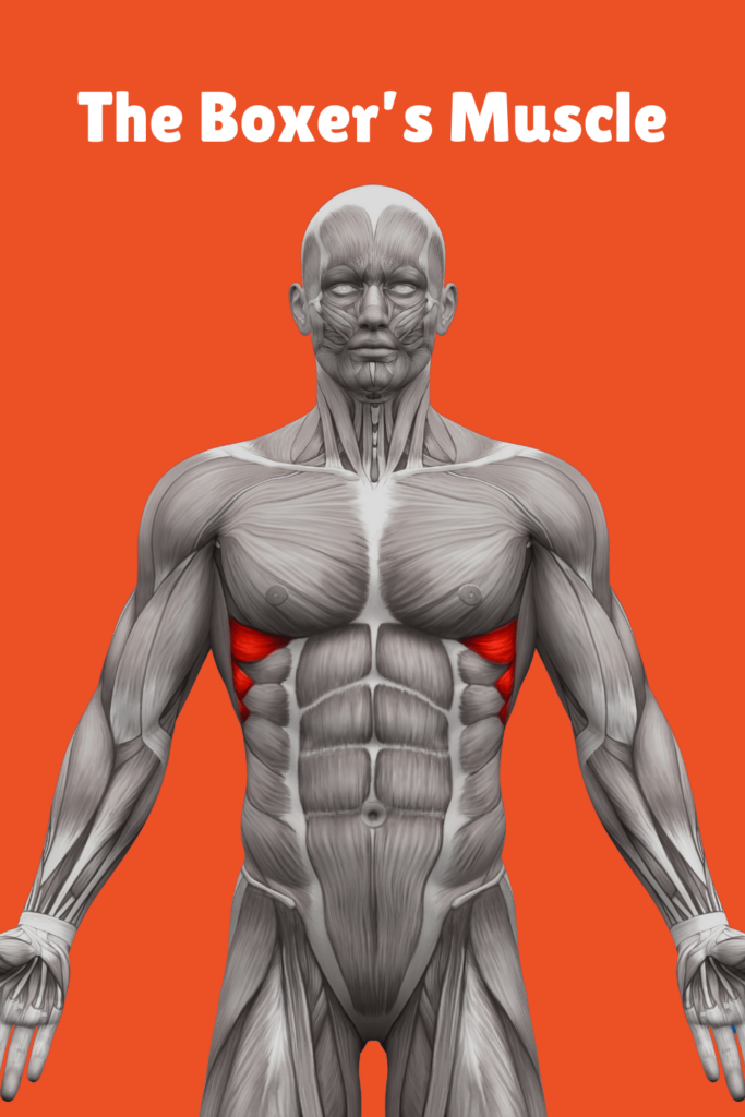 The Boxer’s Muscle: Why Lifters Should Prioritize Serratus Anterior ...