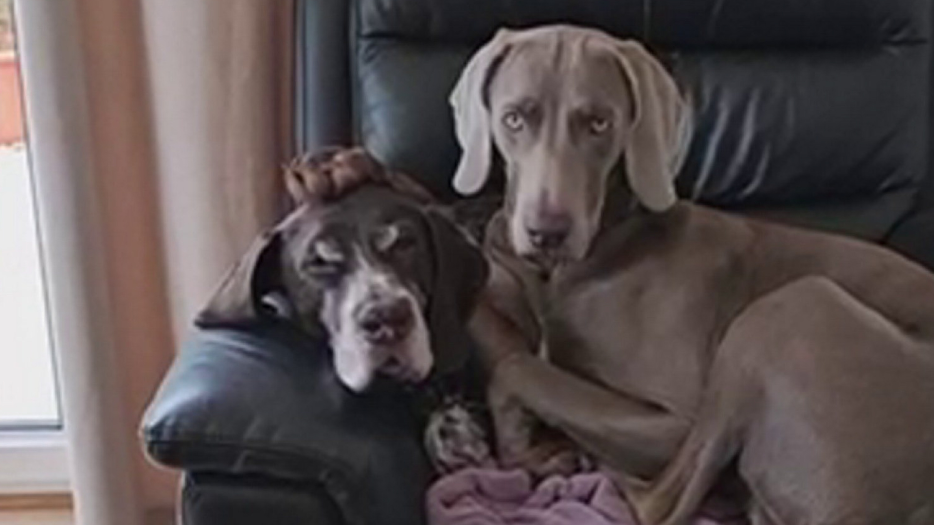 Senior dog gets new lease on life after pup joins family – now they're ...