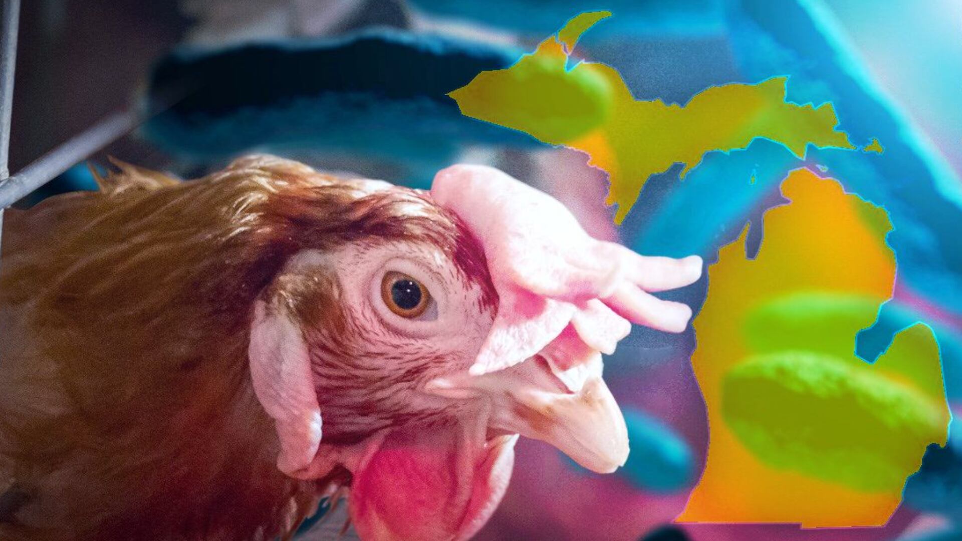 First case of bird flu of 2025 detected in central Nebraska