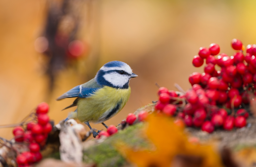 Germany's 'Hour of Winter Birds' reveals dwindling numbers