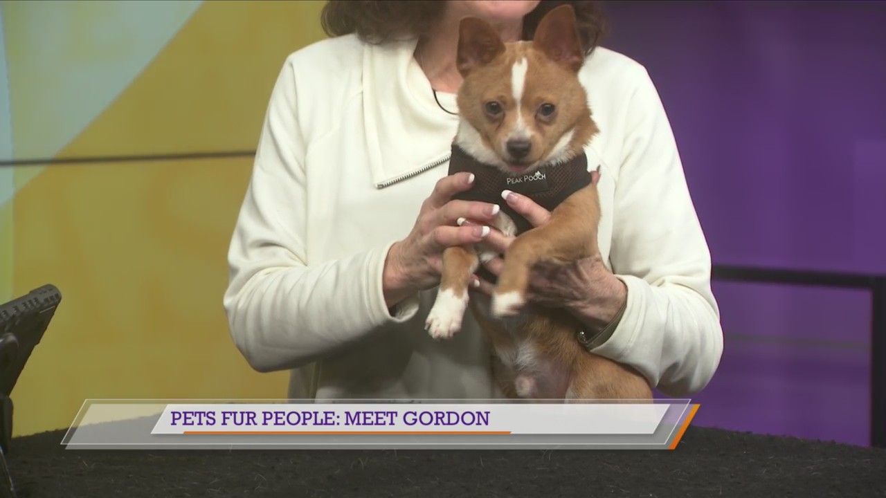 Pets Fur People: Meet Gordon