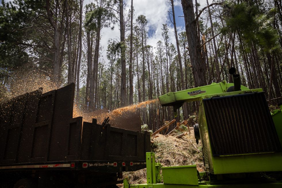 Landscaper decapitated after being dragged head first through wood ...