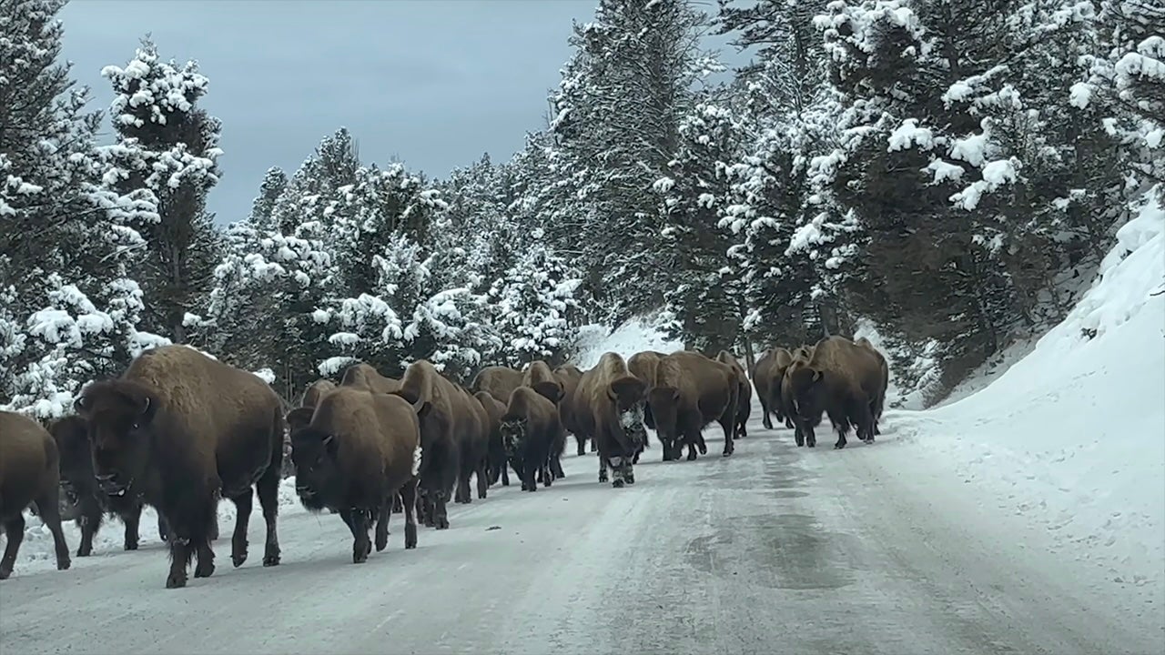 Driver Records Stunned Reaction As Bison Surround Her Vehicle In ...