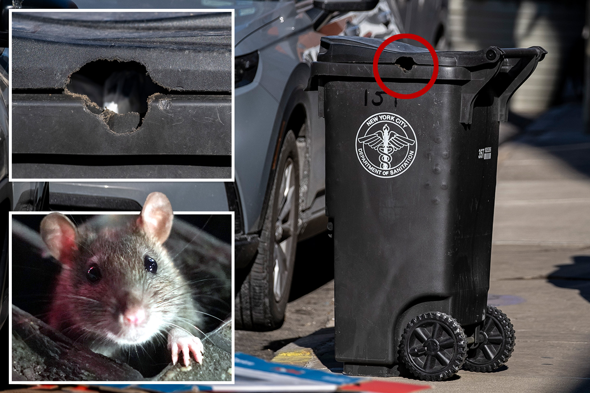 Rodents apparently gnaw through dense ‘rat-proof’ trash bins mandated ...