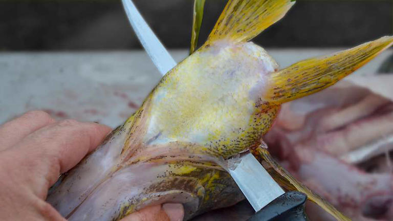 Beyond the Fillet Cleaning Guide: How to Maximize Every Bite of Your ...