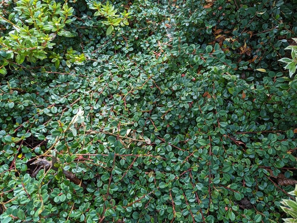 Gardener met with urgent warnings after sharing photos of relentless ...