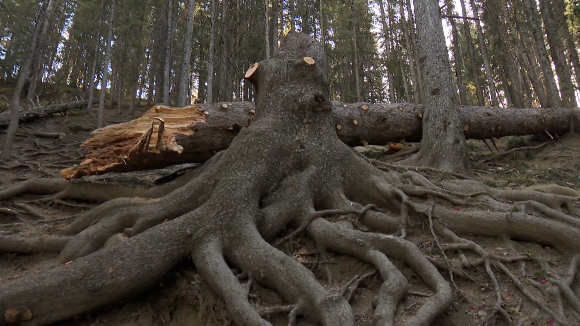 Town of Cochrane says legacy of the ‘Grandfather Tree’ will be preserved