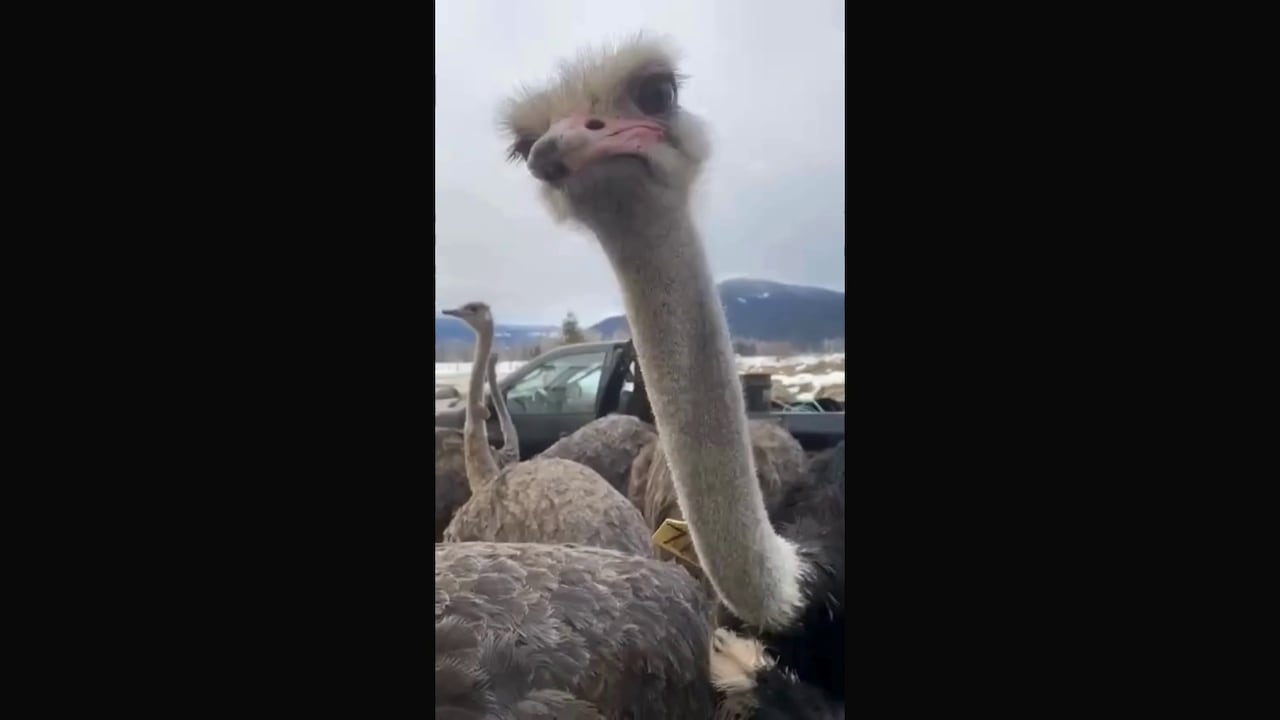 Ostrich farm faces Feb. 1 cull