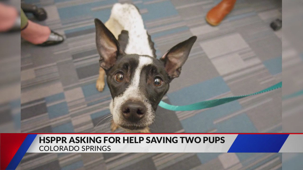 HSPPR needs your help to save two emaciated pups HSPPR needs your help to save two emaciated pups