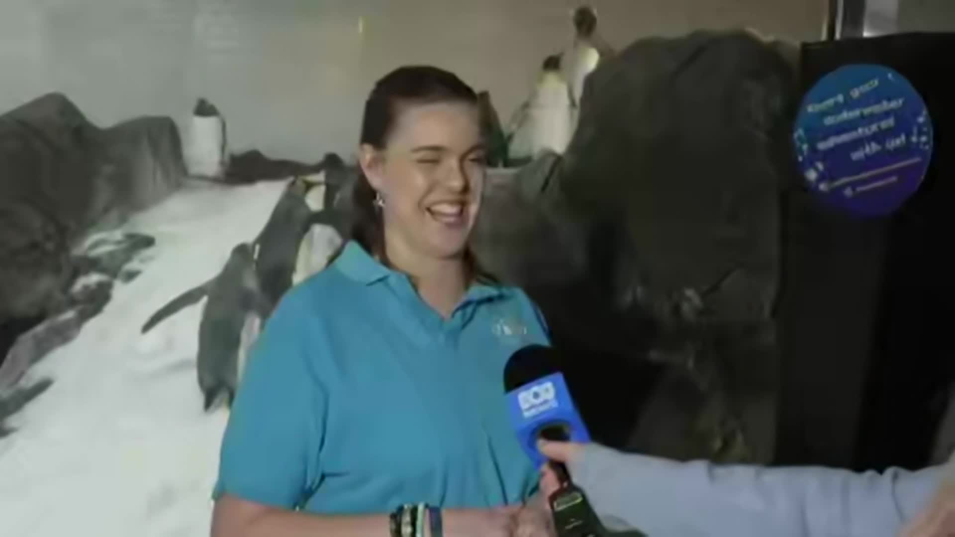 World famous penguin turns one at Melbourne Aquarium