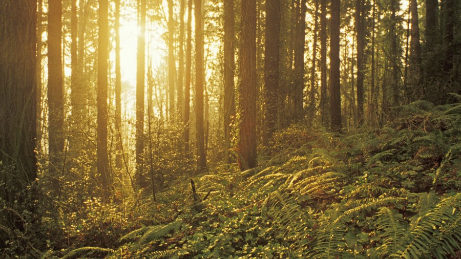 Forest Park conservationists challenge Portland’s approval of PGE project