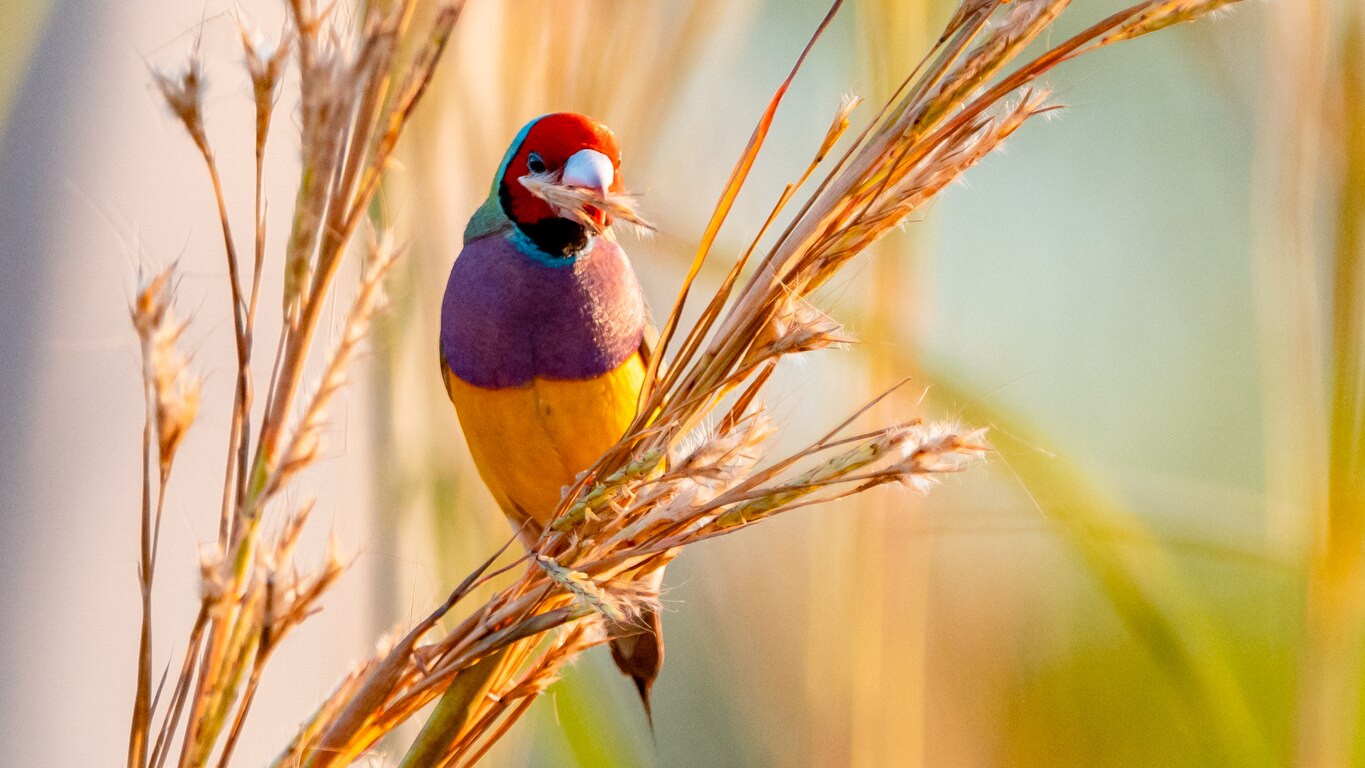Sharp drop in Gouldian finch sightings sparks worry in WA