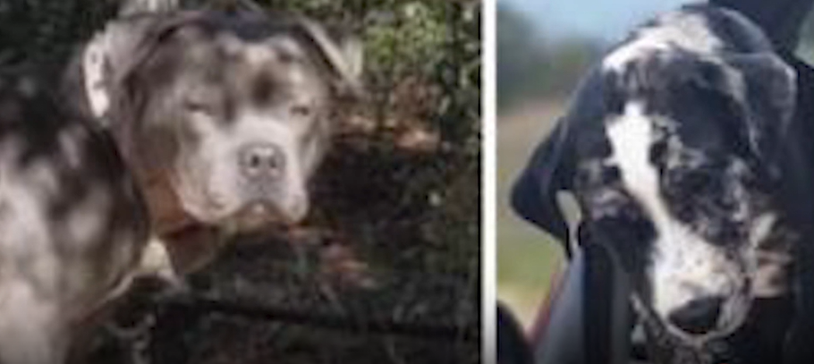 Dogs euthanized after fatal attack on DeLand 8-year-old, investigation ...