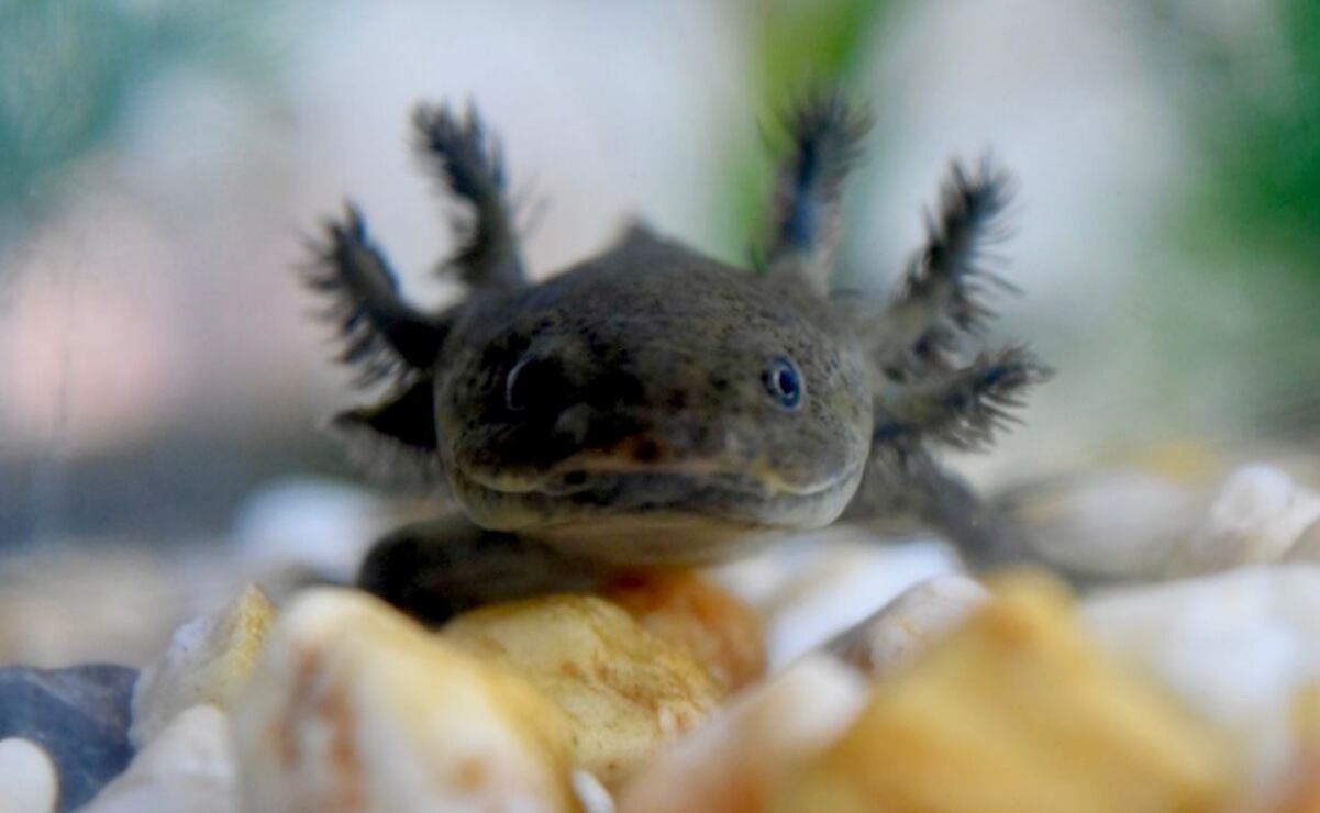 Ruta del Ajolote: Recorre la zona chinampera de Xochimilco; ¿Cuándo y a ...