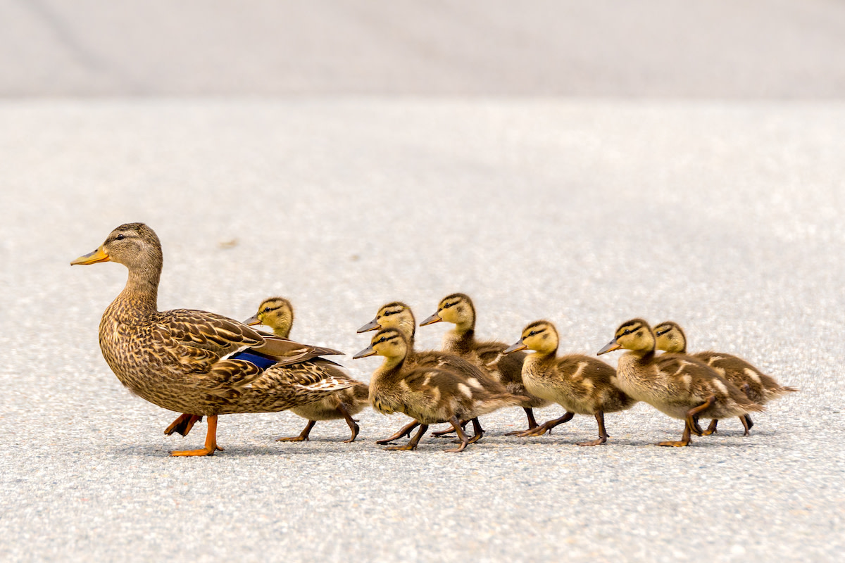Mama Duck and Her Ducklings Crash Wedding and No One Objects