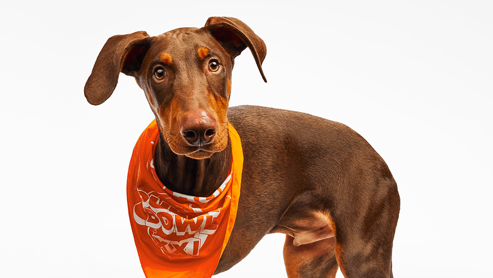 Maxx, spirited rescue pup from Nevada SPCA, joins Team Ruff with ...