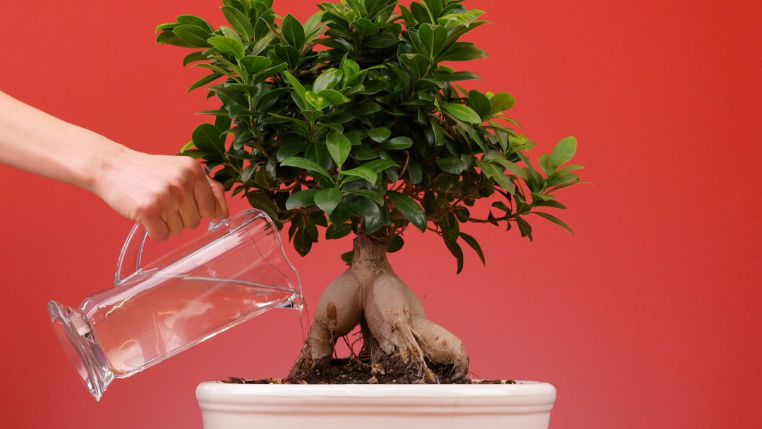 Become Plant Pro With Tips