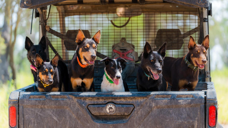 Collies and kelpies are keen muster dogs, but which makes a better pet?